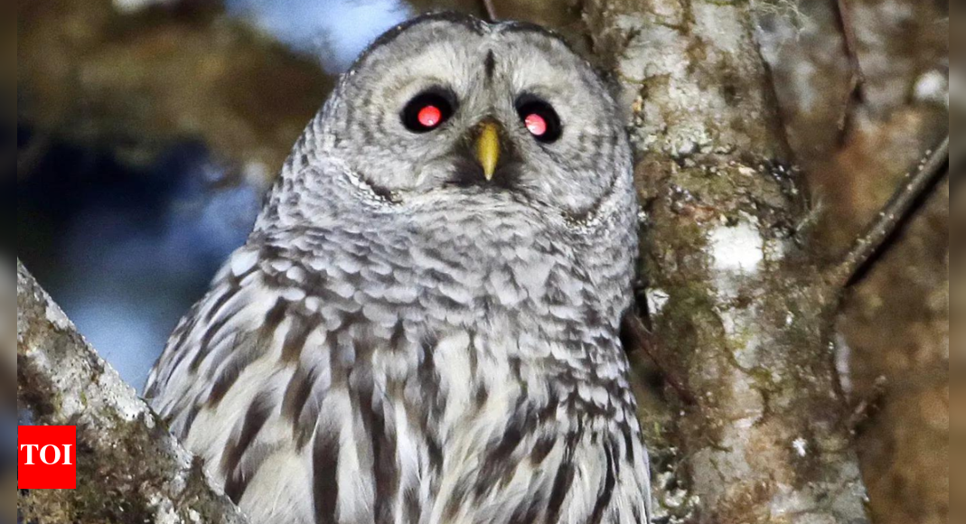 To protect spotted owls, US wildlife officials propose killing dominant ...