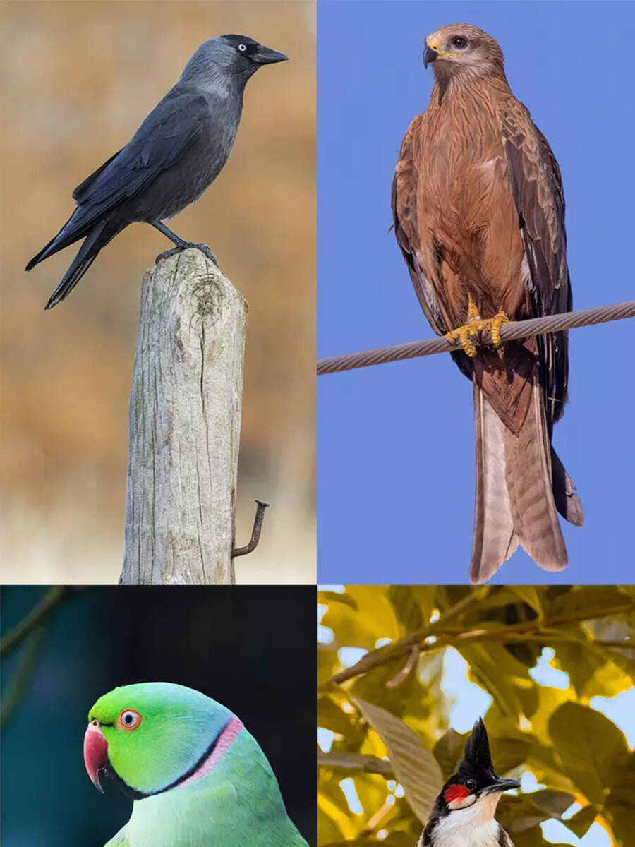 10 everyday birds that brighten urban India | Times of India