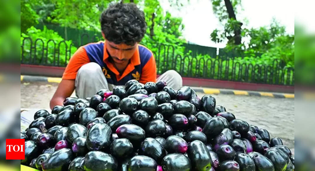 Jamun: Jamun: The Indigenous Fruit of Lutyens’ New Delhi | Delhi News ...