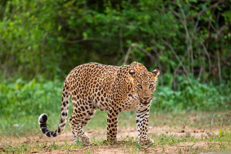 Gujarat National Parks: 5 famous national parks in Gujarat for wildlife ...