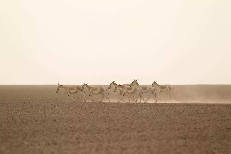 Gujarat National Parks: 5 famous national parks in Gujarat for wildlife ...