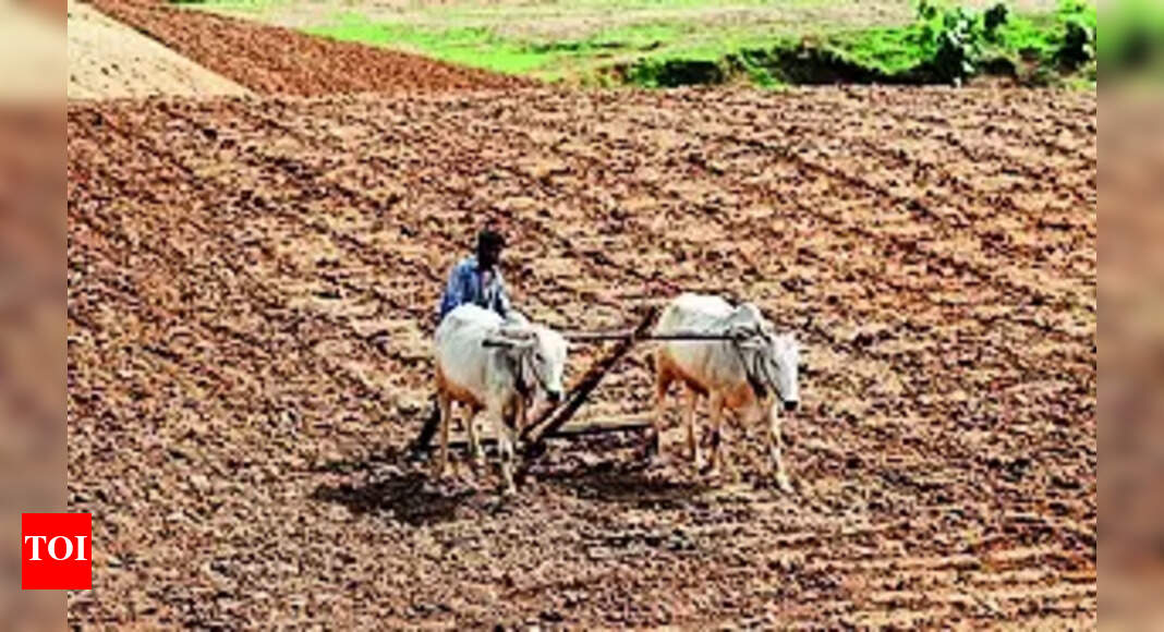 Sowing: Faster sowing in Vid than last yr in hope of bountiful rain ...