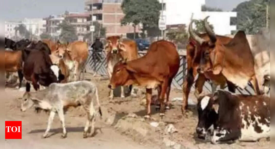 Cow-Based University: Cow-based varsity: RSS idea may find mention in ...