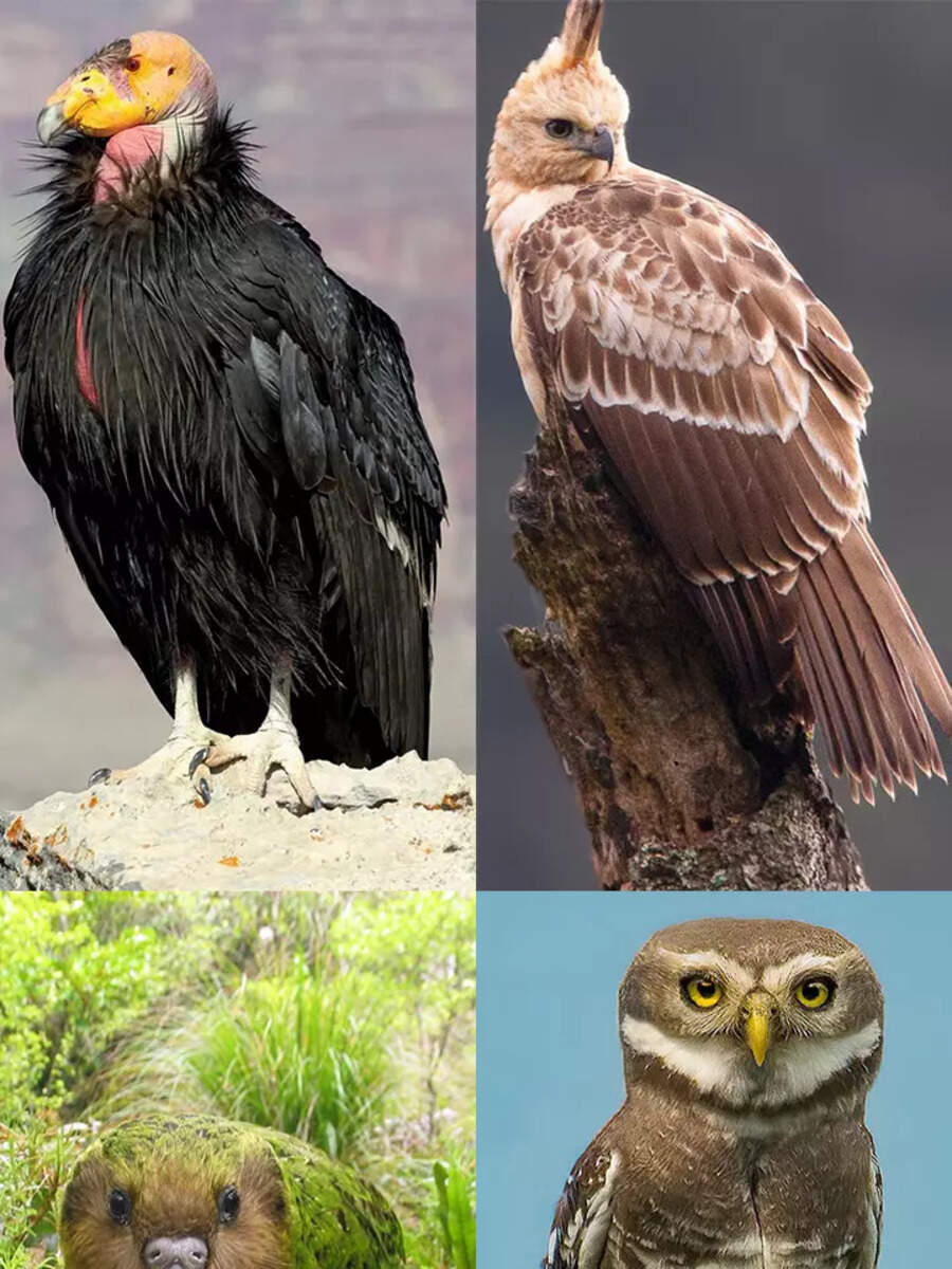 10 bird species closest to extinction | Times of India