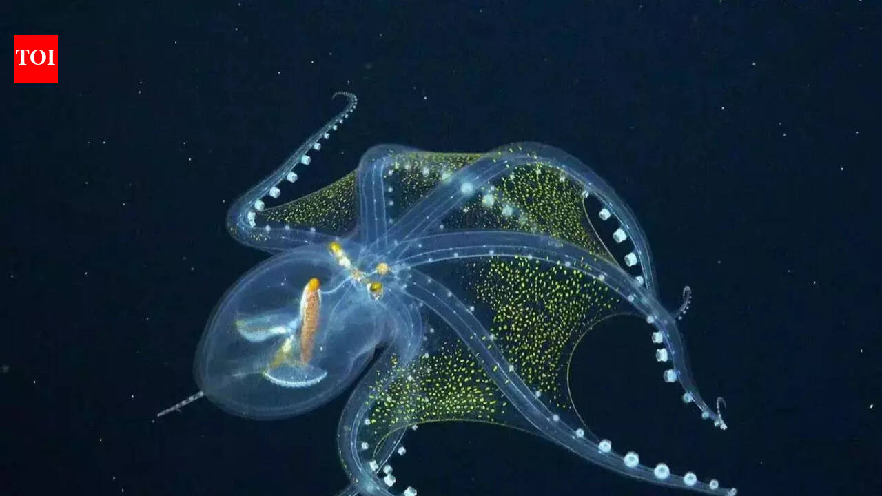 10 animals with see-through bodies