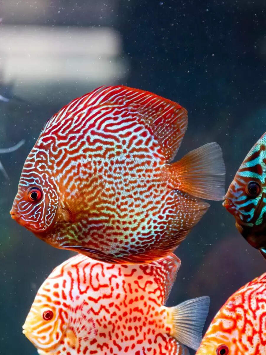 10 peaceful fishes that can be kept with others in home aquariums ...