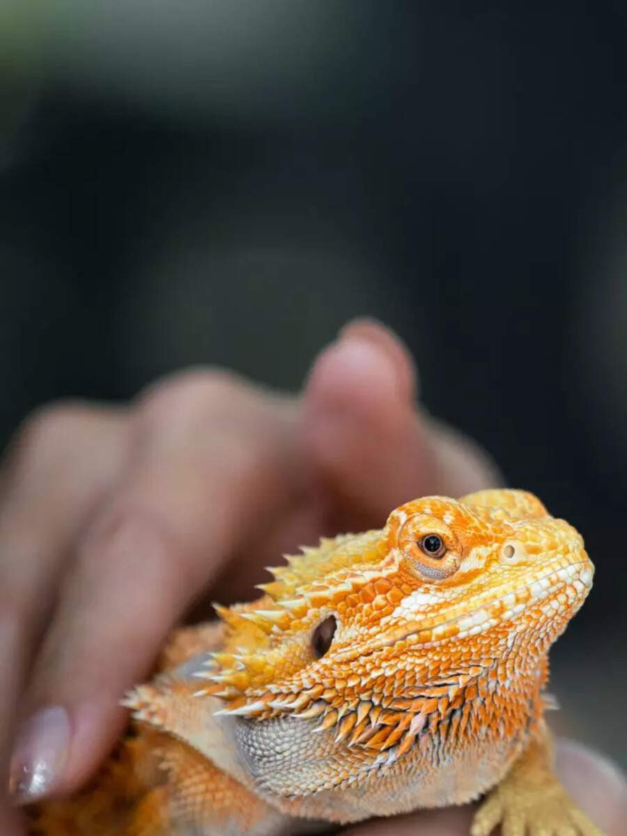 10 quirky pet animals that will gather a crowd’s attention | Times of India