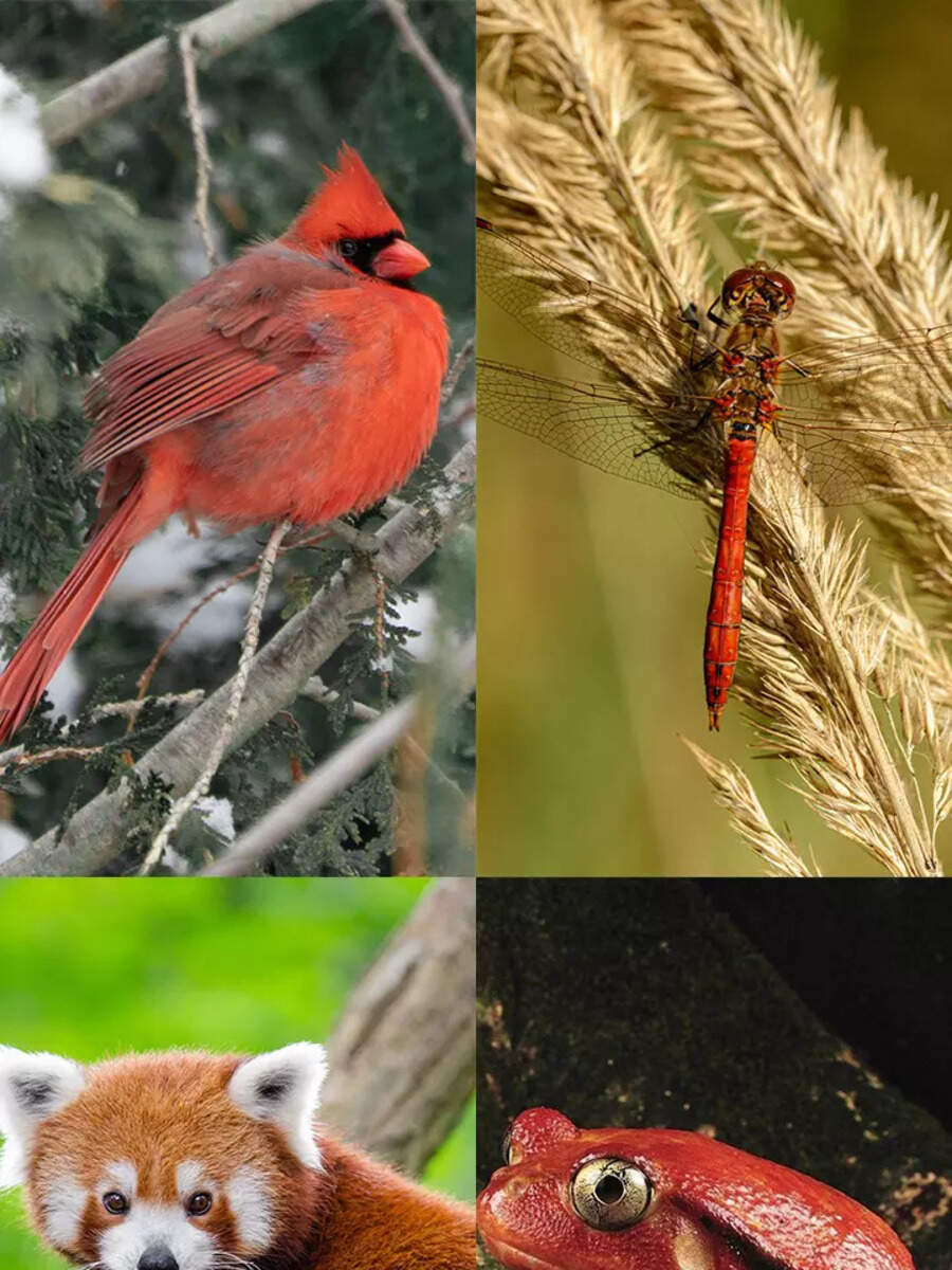 10 amazing red animals you need to see | Times of India