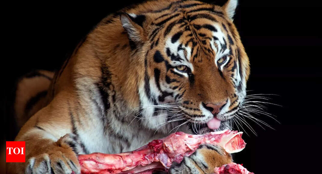 Explained: How and Why do tigers become maneaters | - Times of India