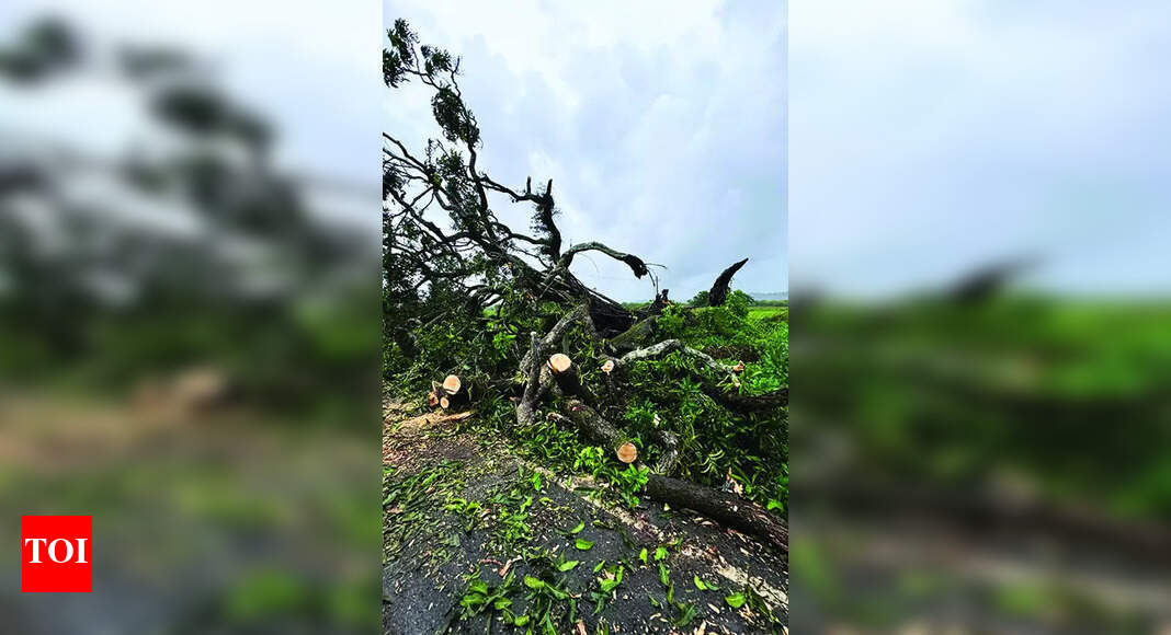 Divar’s beloved mango tree falls | Goa News - Times of India