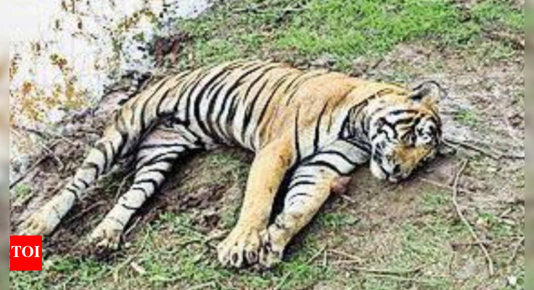 Ranthambore tiger found dead, retaliation killing suspected | Jaipur ...