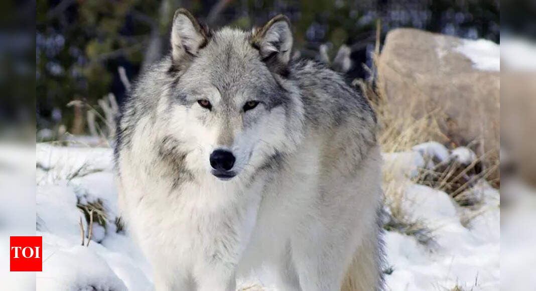 Wolves: How do wolves know if they are fighting or playing? New study ...