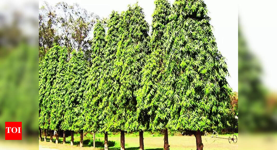 PAU: Bougainvillea and Neeli Gulmohar Plantation Drive at PAU Ludhiana ...