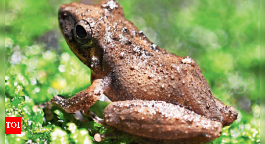 Scientists rediscover shrub frog in E Ghats | Hyderabad News - Times of ...