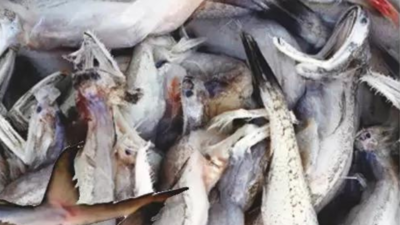 Gujarat: Bombay duck most caught fish in Gujarat | Ahmedabad News ...