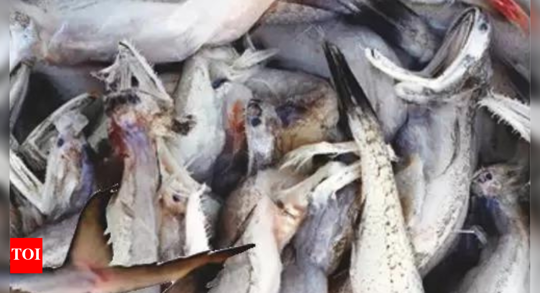 Gujarat: Bombay duck most caught fish in Gujarat | Ahmedabad News ...