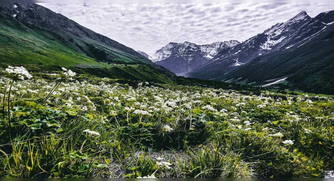 5 reasons why Valley of Flowers National Park is a monsoon must-visit ...