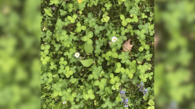 Optical Illusion: Spot the four-leaf clover hidden in this green lush ...