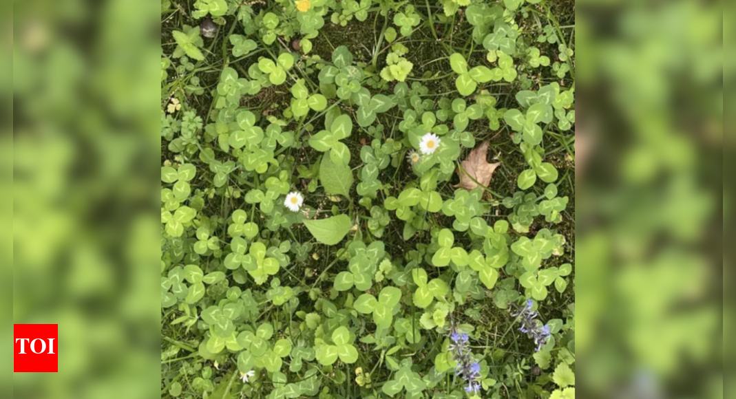 Optical Illusion: Spot the four-leaf clover hidden in this green lush ...