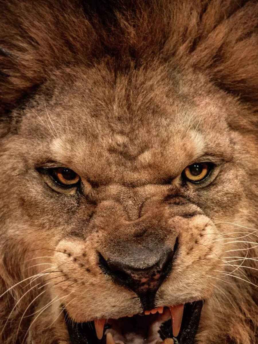 10 animals whose one bite can kill | Times of India