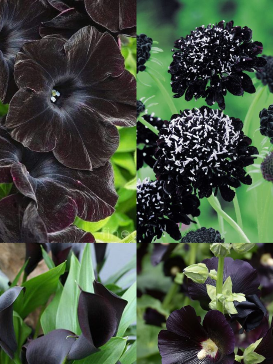 10 Black-Coloured Flowering Plants For Decor | Times Now
