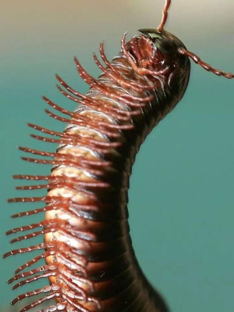 Meet 8 Animals with More Than Eight Legs | Times Now