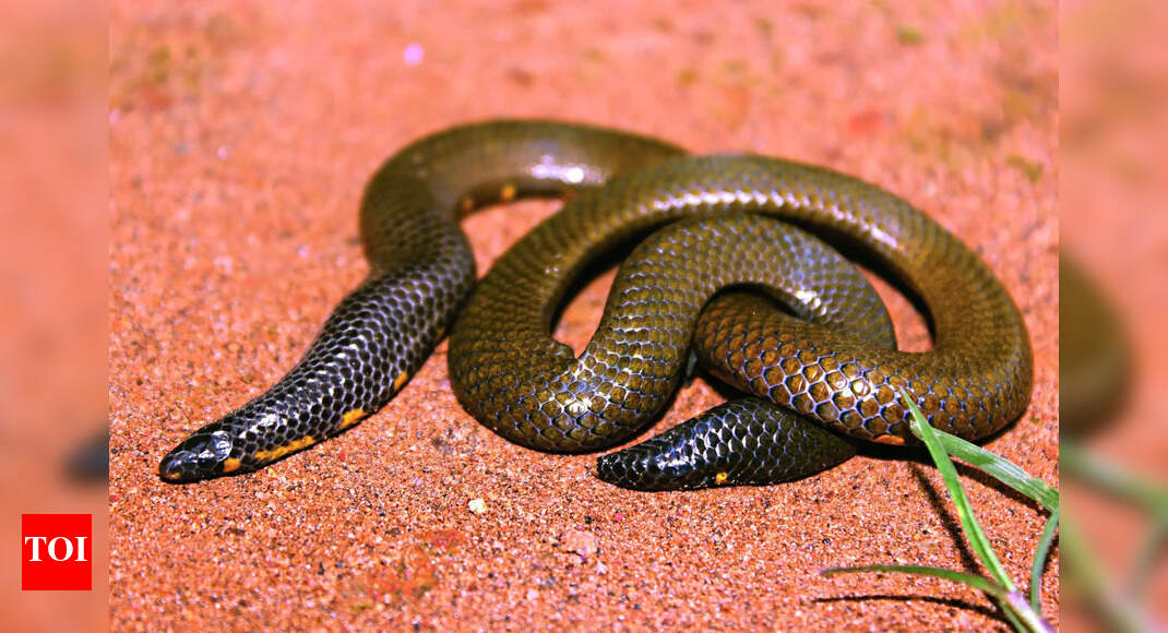 New Species Of Snake: New Species of Snake Discovered in Meghamalai ...