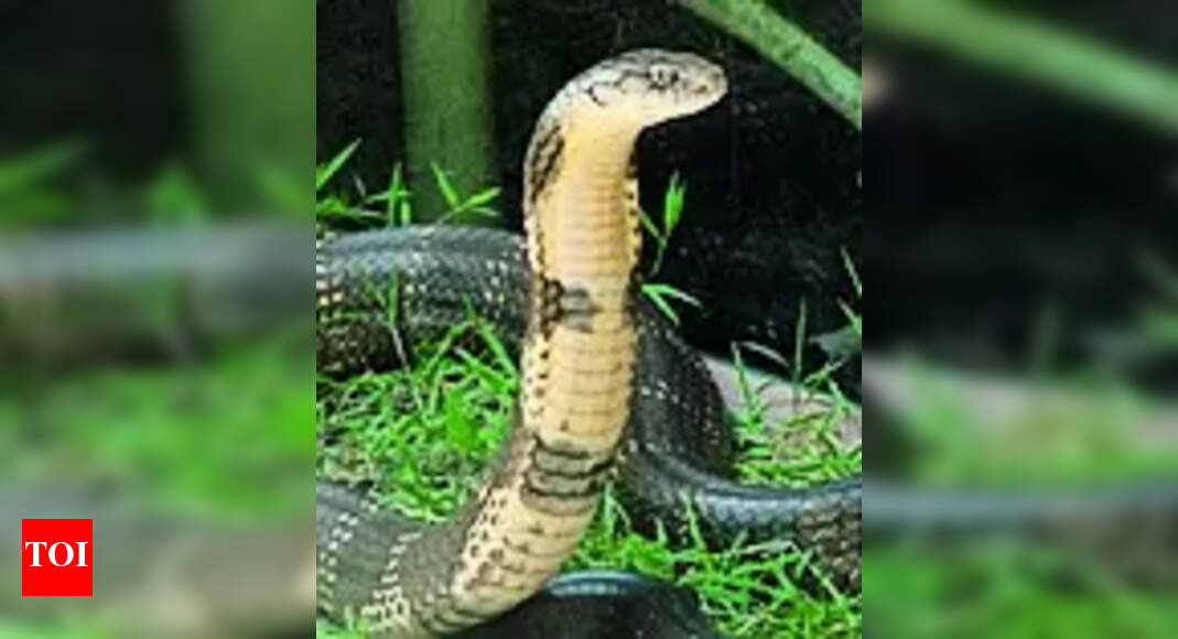 Snake-bite cases in Karnataka: 5k reported, 36 deaths in 2024 ...