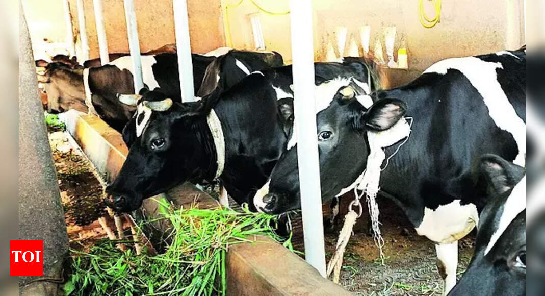 Cattle Thefts: Rise in Cattle Thefts Causes Concern Among Farmers in ...