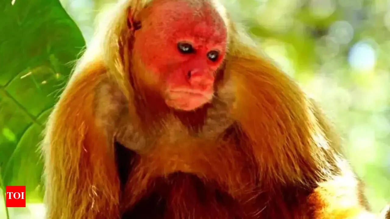 Weirdest Animals In The World Bizarre Nature: 25 Weird Animals | BBC