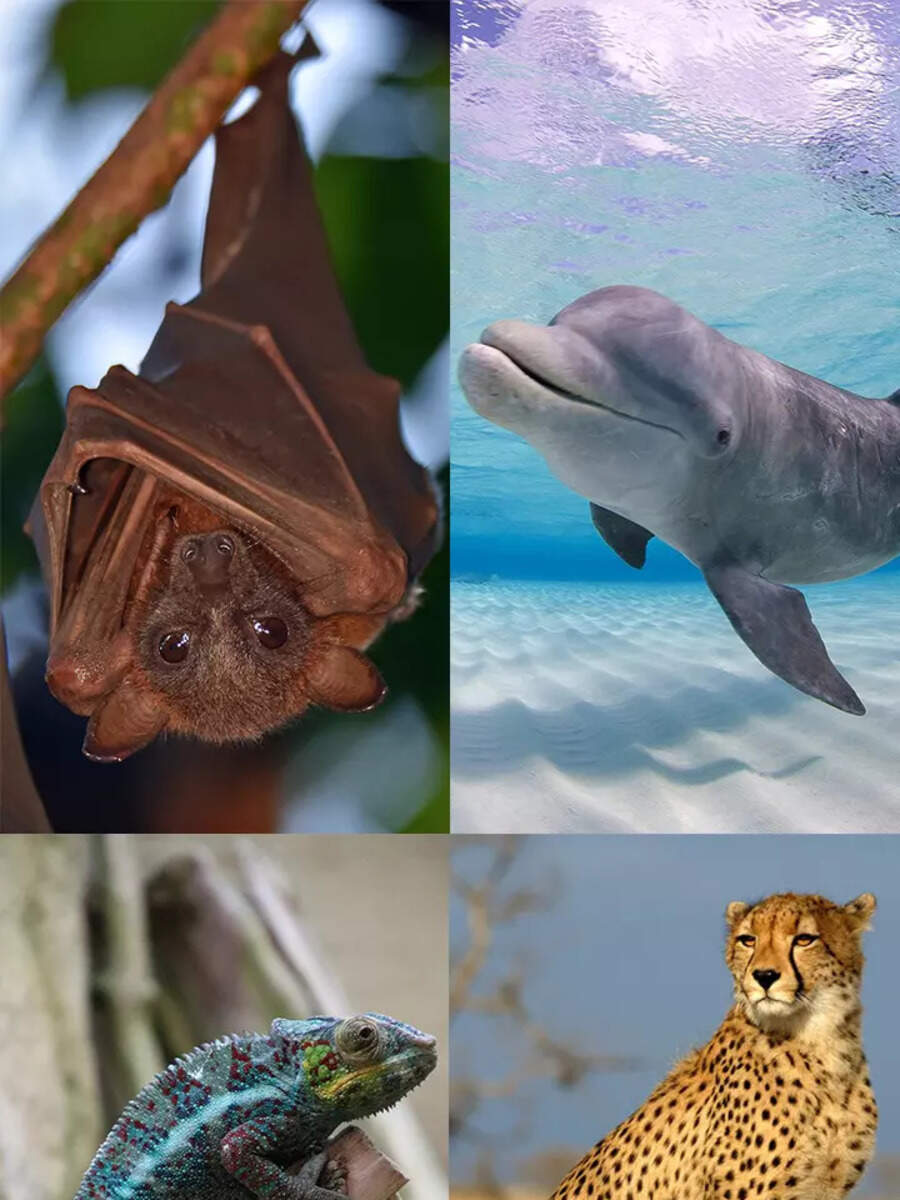 10 animals with remarkable abilities | Times of India