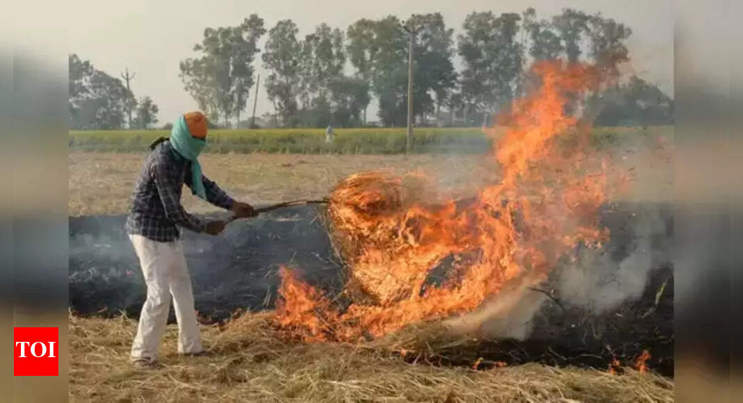 Stubble Burning: ‘PAU recommended burning of paddy stubble due to ...