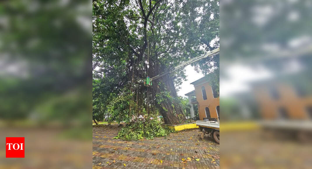Heritage banyan tree in Inox courtyard tilts dangerously | Goa News ...