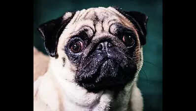 Pug Snouts: Pug snouts squashed for look, don’t buy: Activists | Mumbai ...