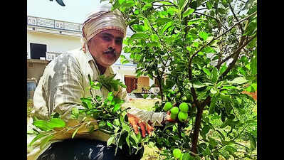 Apple Trees: Apple Trees from Shimla Hills Bear Fruits in Eastern Uttar ...