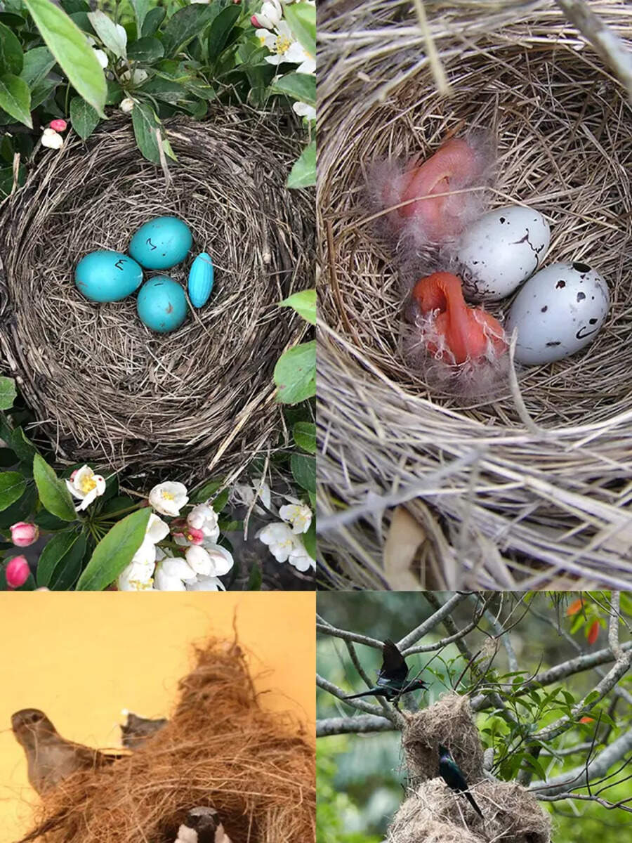 10 birds and their warm, cosy nests | Times of India