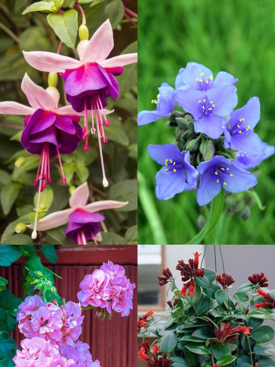 10 Nearly Immortal Hanging Plants For Your Balcony | Times Now