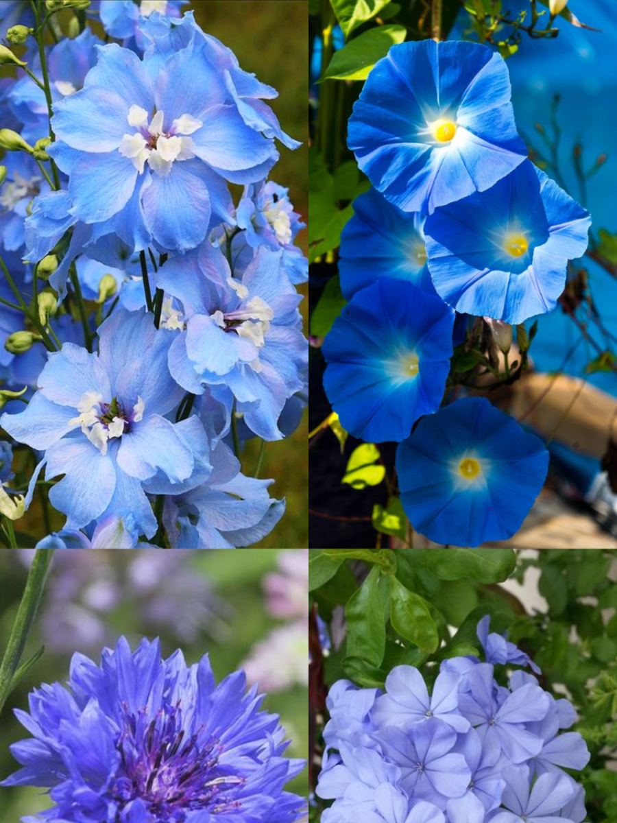 10 Blue-Coloured Flowering Plants For Your Balcony | Times Now