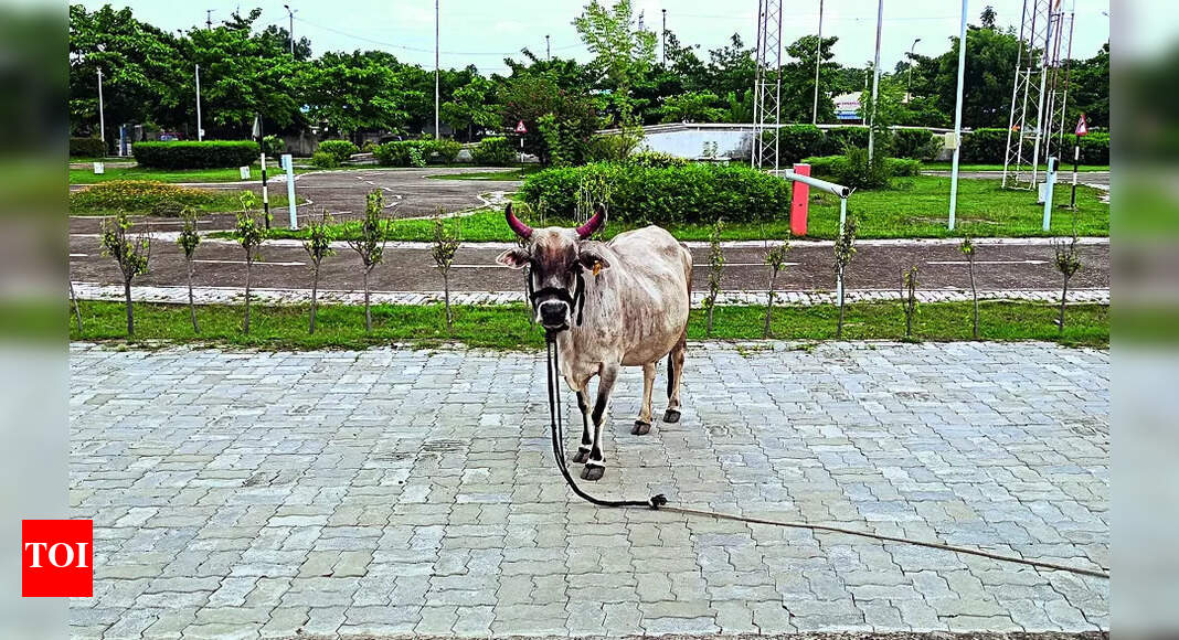 Automated Driving Test Centre: Cattle graze on RTO’s 8Cr driving test ...