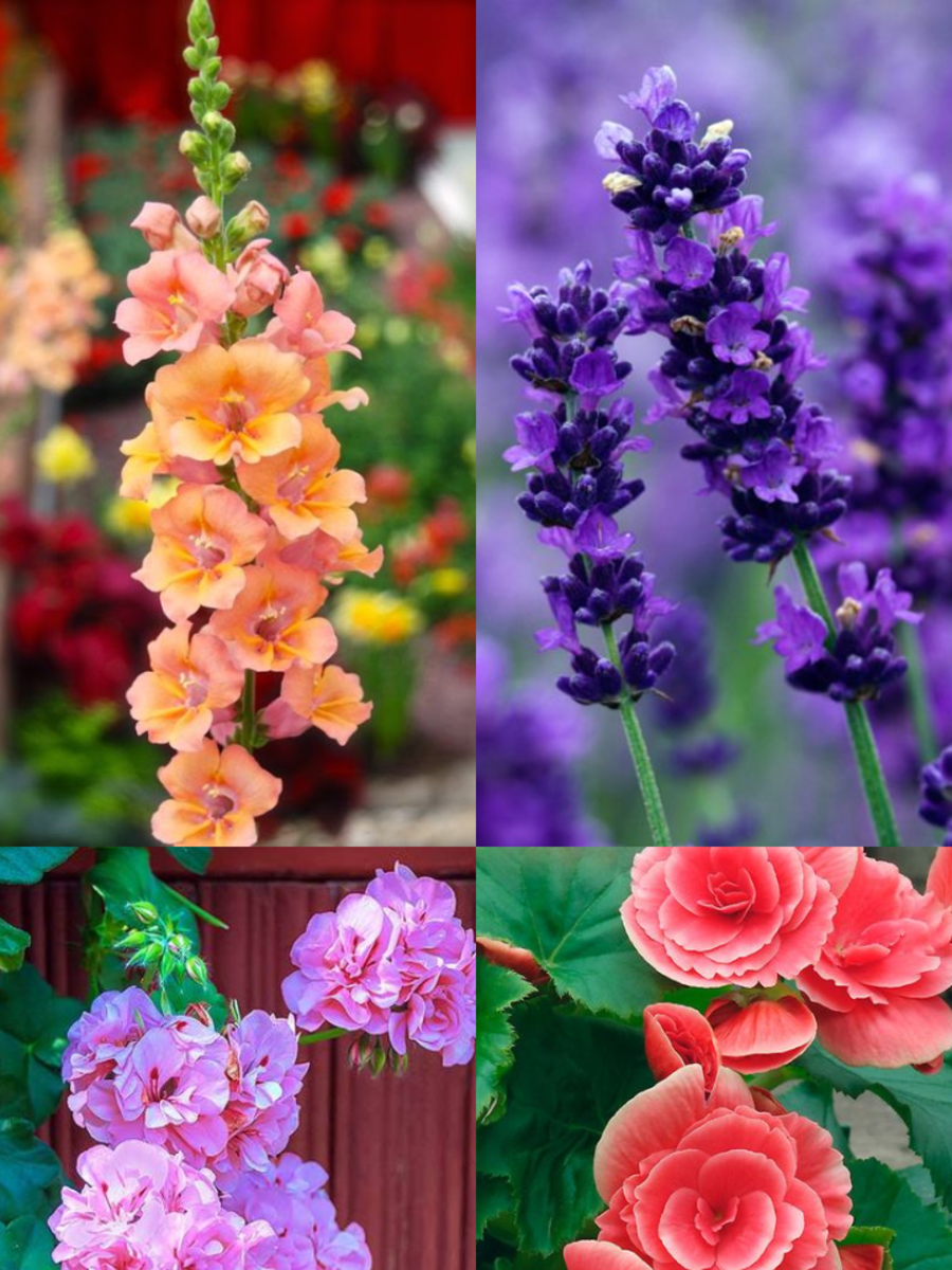 10 Beautiful Flowering Plants For Beginners | Times Now