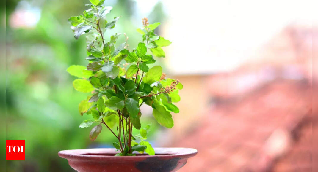 Planting Tulsi according to Vastu: Enhancing positive energy in your ...