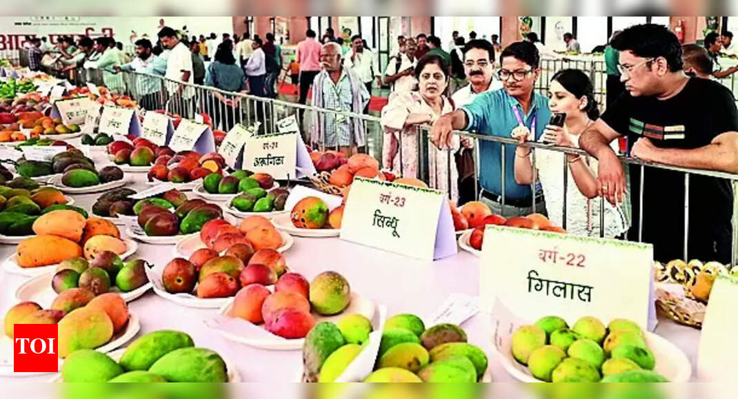 Arunika Mango: Arunika Mango: The Perfect Blend of North-South Flavors ...