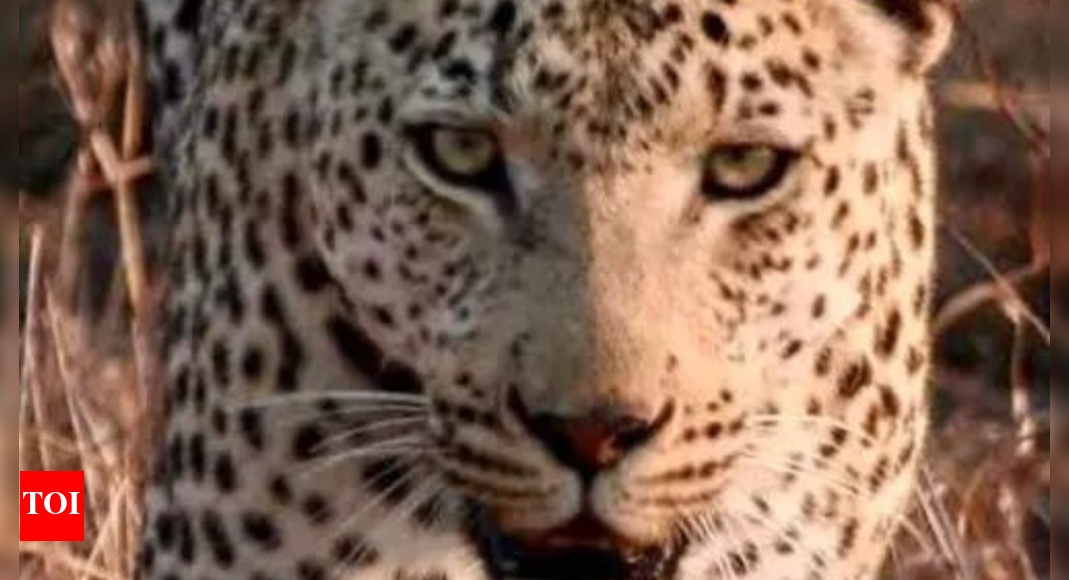 Two minors, 8 & 15, killed in separate leopard attacks in UP | India News - Times of India