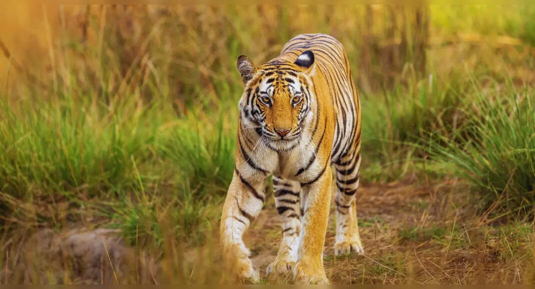 10 oldest tiger reserves in India | Times of India Travel