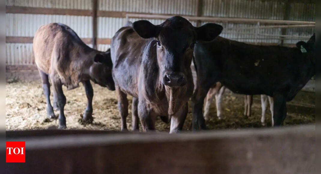 Why these Hindu communities still eat beef and pork | India News - The ...