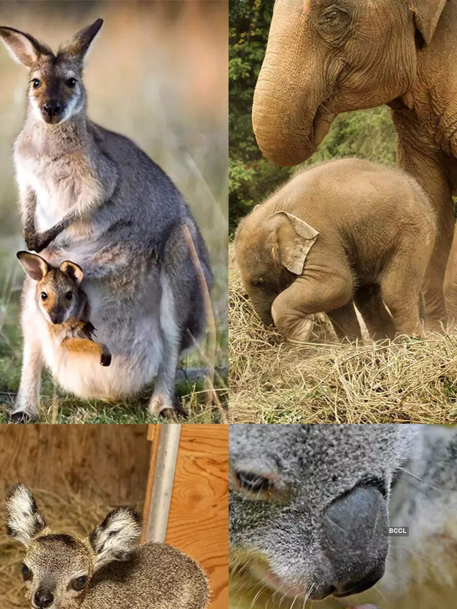 Baby animals that look nothing like their parents | Times of India
