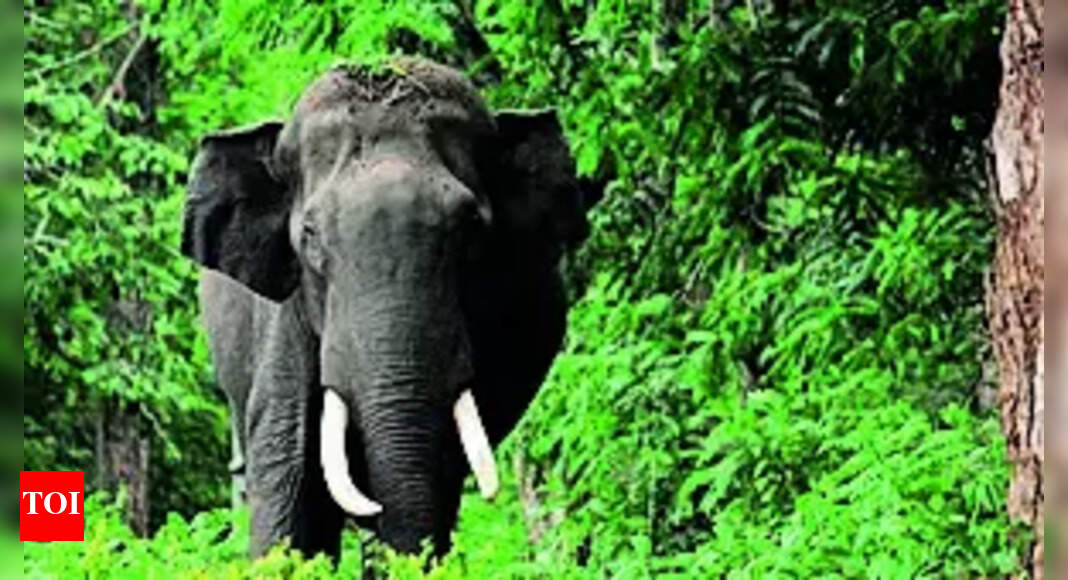 Elephant Safari Park: Peta urges closure of illegal safari parks in ...