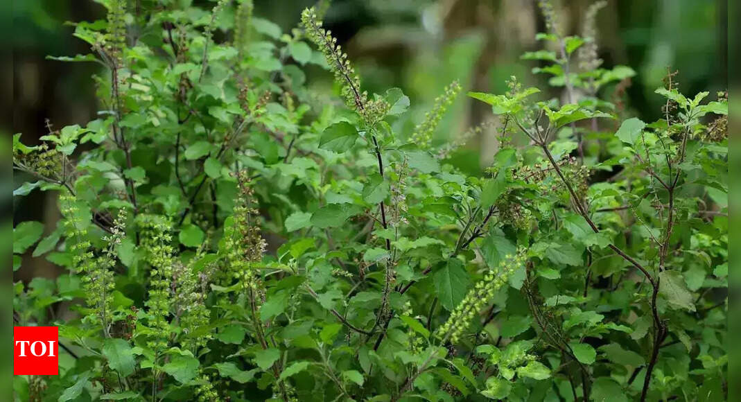 Tulsi Worship and Care Guide for Home - Times of India
