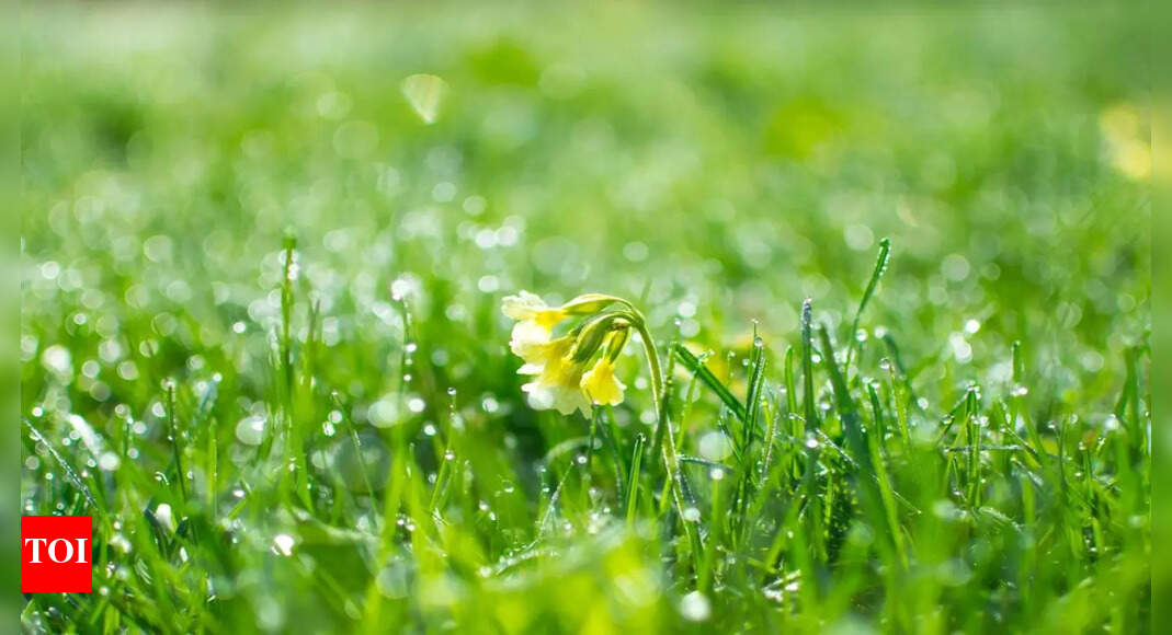 Harela 2024: Date, Celebration and All you need to know about Harela Festival | - Times of India