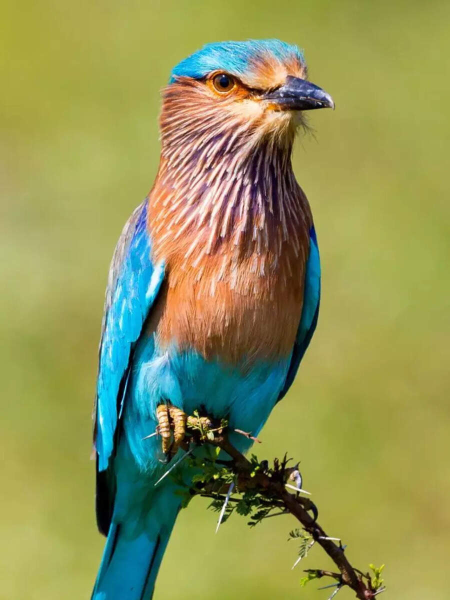 10 most beautiful and colourful birds to see in India | Times of India